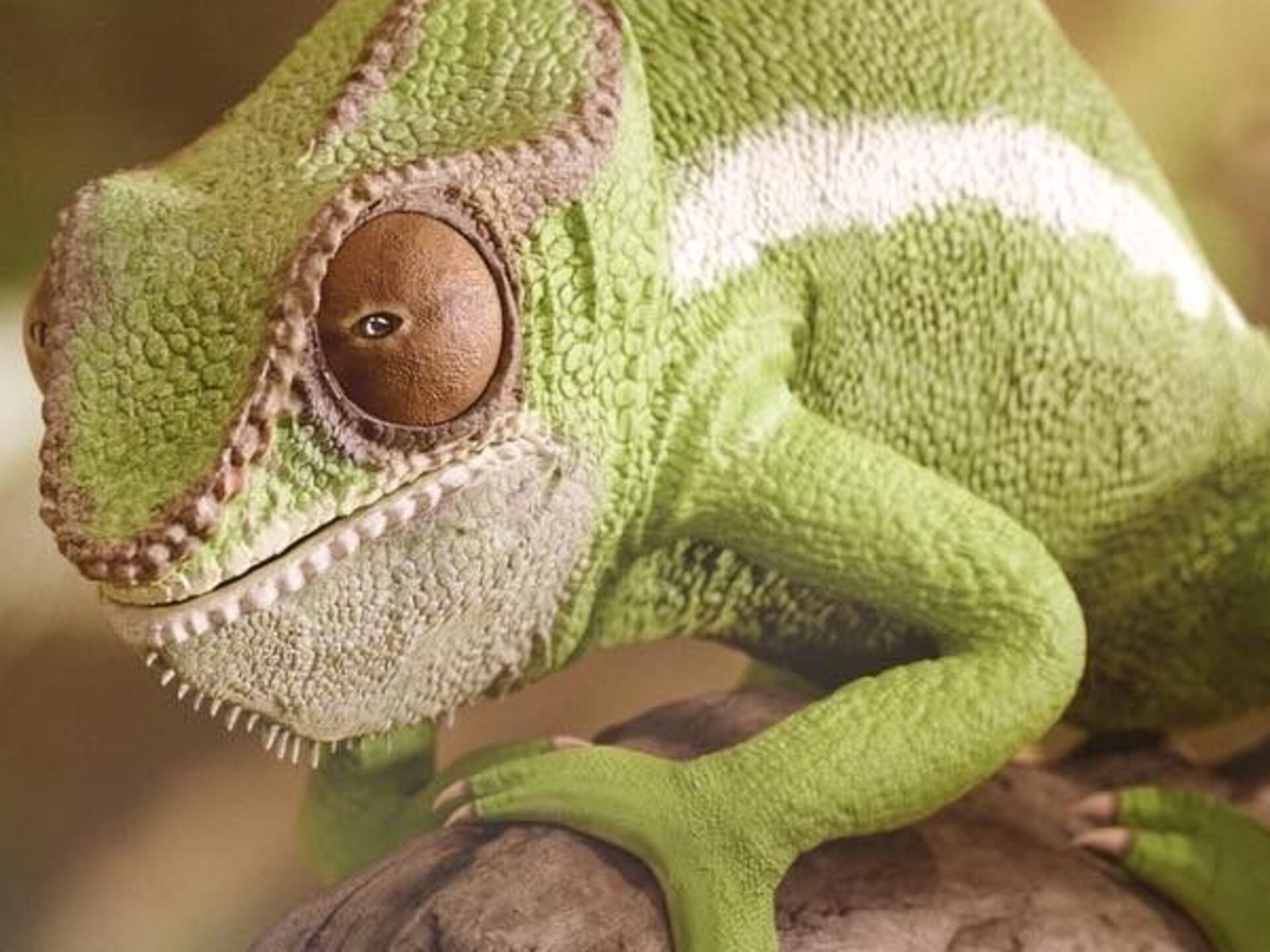 Red Band — Sander Janssen